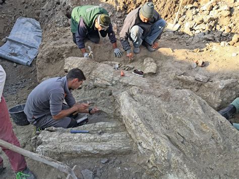 Lesvos What Is Revealed By Approximately 50 Fossilized Tree Trunks