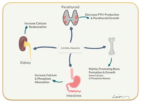 Parathyroid Hormone Phosphate