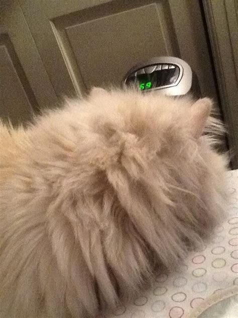 Aneeqa Khananeeqa Twitter