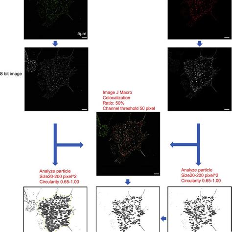Puncta Counting And Colocalization Analysis Download Scientific Diagram