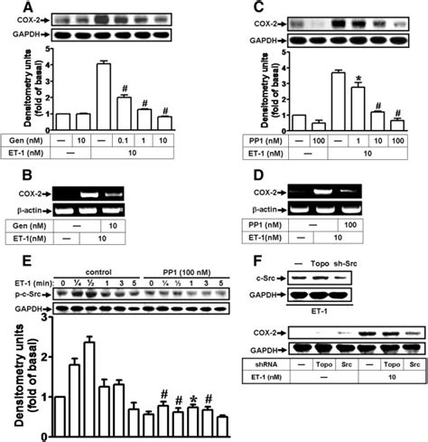 Et 1 Induces Cox 2 Expression Via C Src Tyrosine Kinase In Bend3
