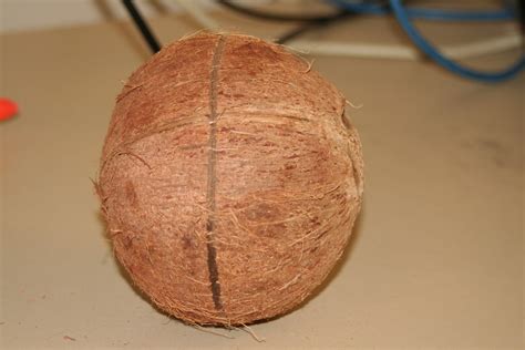 Practical Biology Science For Everyone Growing A Coconut Tree