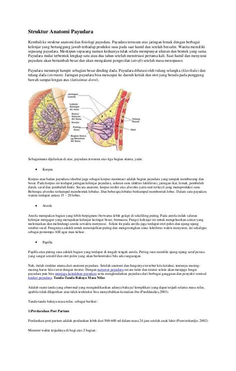 Struktur Anatomi Payudara Akper Pemkab Muna