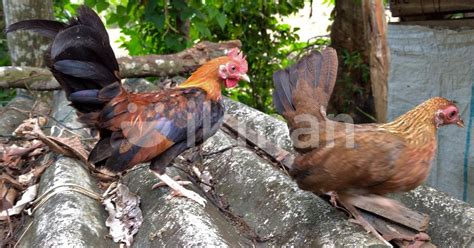 Oeg Bb Red Bantam In Horana Ikman