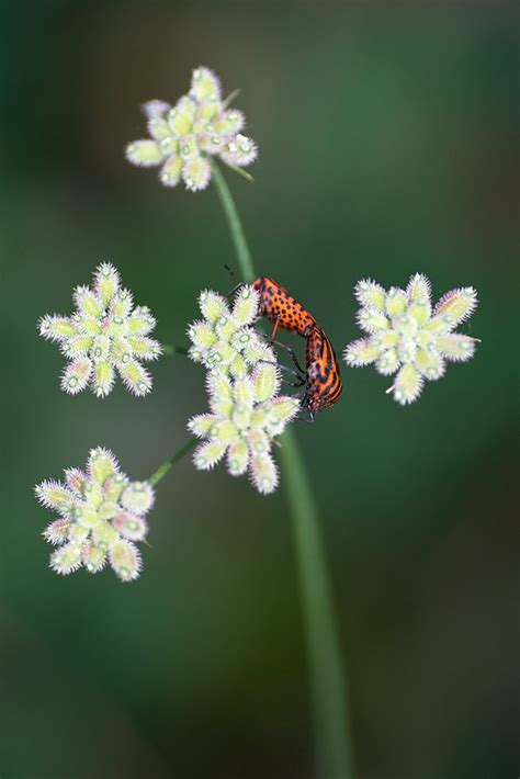 Bugs Love Anvicas Gallery