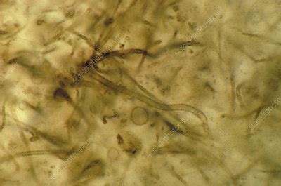 Fossilized Algae Stock Image C001 6523 Science Photo Library