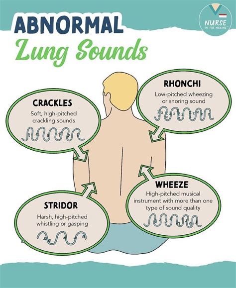 Where To Listen To Lung Sounds The Complete Guide To Respiratory