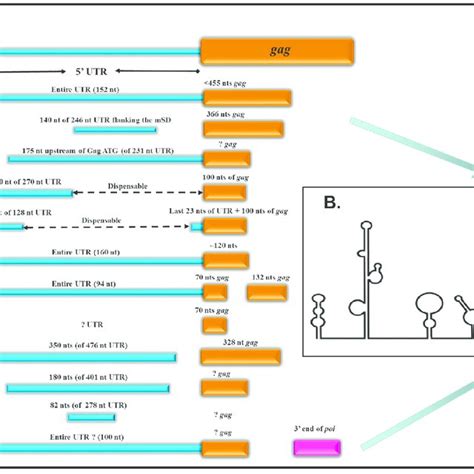 Comparison Of The Major Cis Acting Sequences Among Different