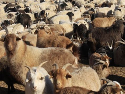 2023 он гарсаар 24 540 толгой хонь ямаа адуу экспортолжээ