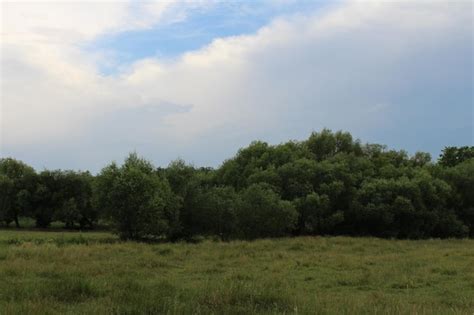 Premium Photo A Field Of Grass And Trees