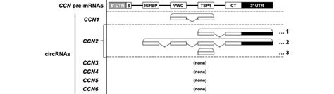 Structures Of Ccn Pre Mrnas And Known Ccn Derived Circrnas The Ccn