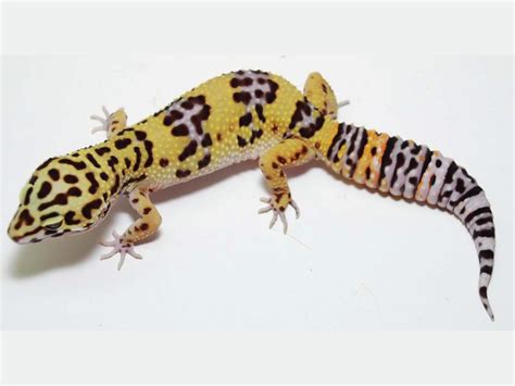 High Yellow Hy Planet Morph