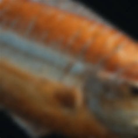 Exploring The Intriguing Life Of Sunfish