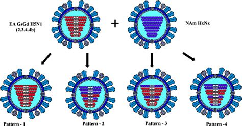 The Genome Composition And Reassortment Patterns Of Hpai H5n1 Clade Download Scientific