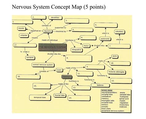 Concept Map Of The Nervous System