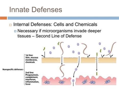 Chapter 21 The Immune System 1