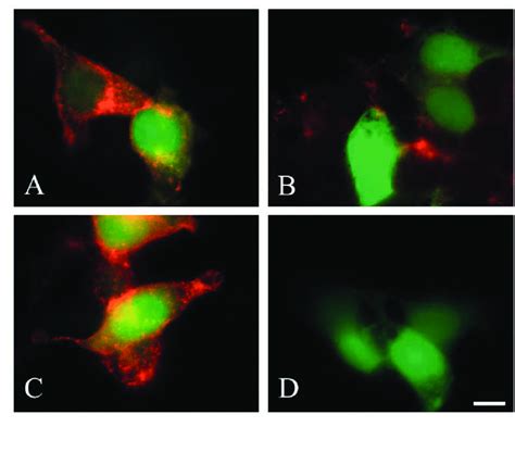 Subcellular Localization Of Mouse Epitope Tagged Tms 1 And Tms 2