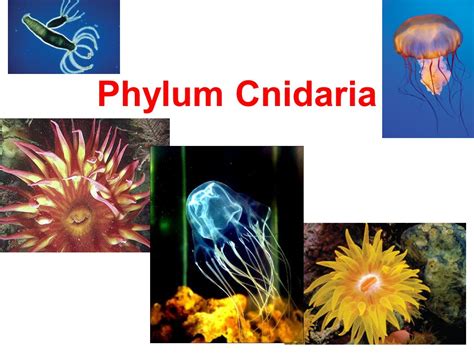 Ppt The Characteristics Of Phylum Cnidaria Powerpoint Top 10