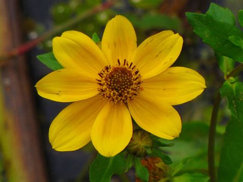 Bidens Laevis Picturethis