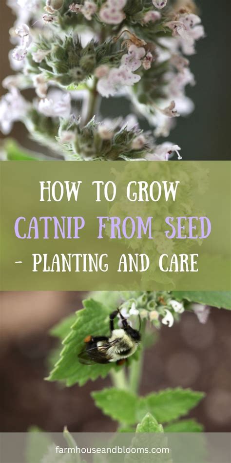 How To Grow Catnip From Seed To Bloom Planting And Care Artofit