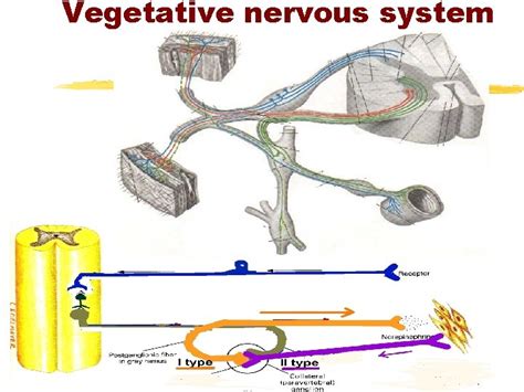 Vegetative Autonomous Nervous Systema Nervorum Autonomicum Nervous System