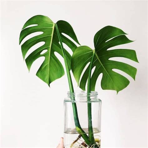 خرید و قیمت سرقلم برگ انجیری پک دوتایی از غرفه گلکده گلدونه