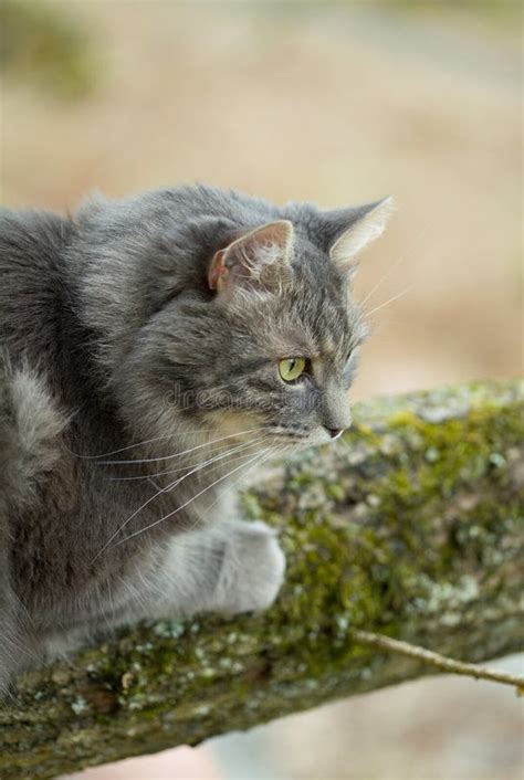 Graue Sibirische Katze Im Wald Stockbild Bild Von Baum Gehen 31286043