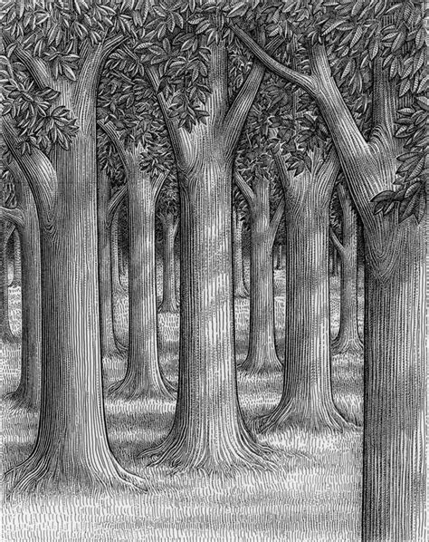 Forest Pencil Sketch Forest Of Trees Drawing Butlerseedgroup
