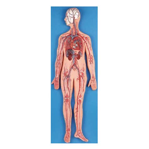Buy Grfit Human Blood Circulation System Model Study Model The Model