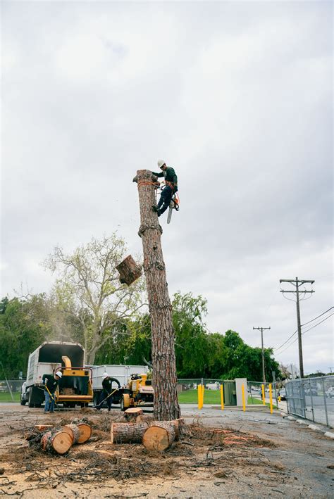 Photo Gallery Gutierrez And Sons Tree Service