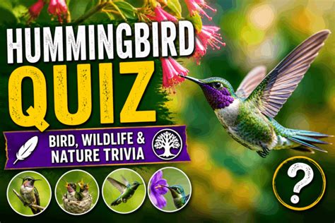 Hummingbird Quiz Bird Wildlife And Nature Trivia
