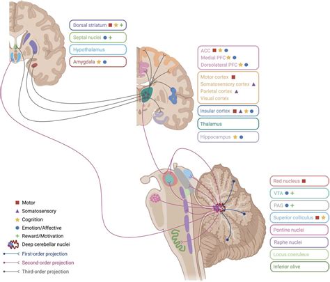 Cerebellar Vermis Frontiers New Clues For The Role Of Cerebellum In