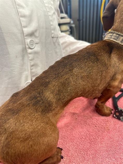 Bc Spca Seizes 30 Dachshunds In Terrible Living Conditions From