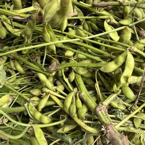 ★当日収穫★ 採れたて！ 丹波産 黒大豆枝豆 早生 500gさや付 メルカリ