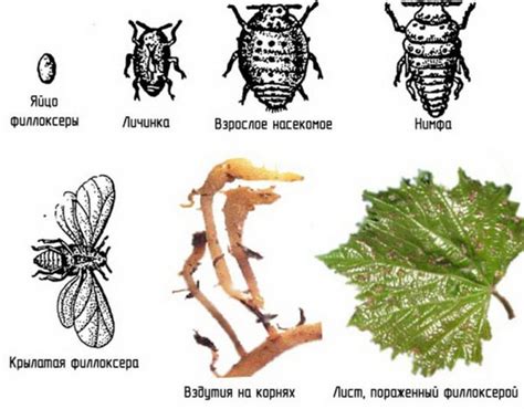 Филлоксера на винограде: методы борьбы, препараты, народные средства