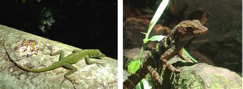 Resource Partitioning Definition Competition And Examples Lesson