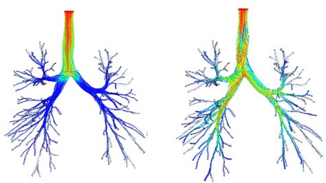Computational Fluid Dynamics Used To Model Heat Transfer Within Lungs