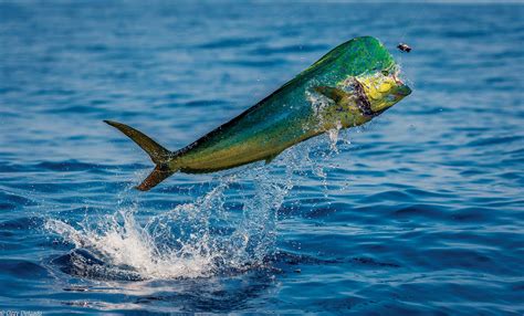 Mahi Mahi Jumping
