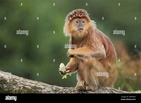 Javan Lutung Trachypithecus Auratus Portrait Adult Feeding Food