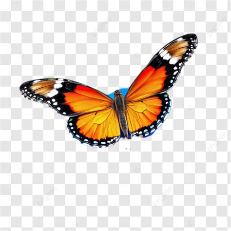 생동감 넘치는 제왕나비 세부 디테일 항목 상세 자세하다 구체척 날개 주황색과 검은색 무늬 패턴 양식 푸른 파란 파란색 악센트 흰 점 반점 현실적 렌더링 배경 위에 격리됨에