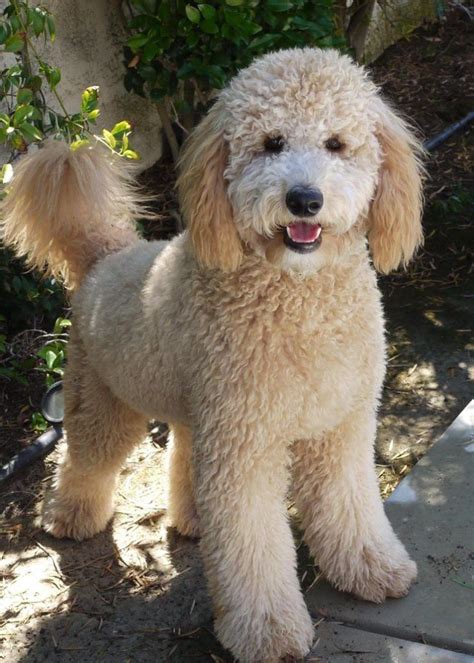 20 Best Goldendoodle Haircut Pictures Artofit