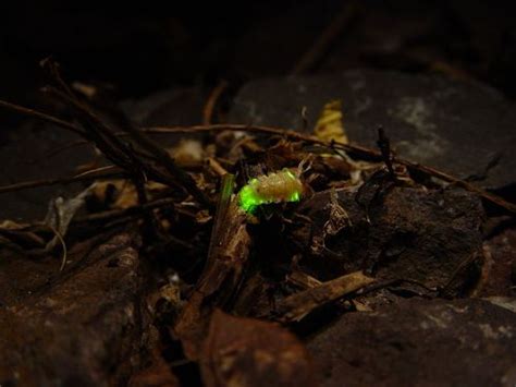 Fascinating Facts About Lightning Bugs Less Known Facts