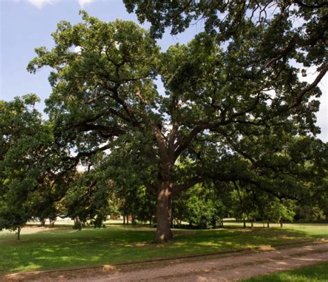 Bur Oak Verdant Tree Farm Houston Tx