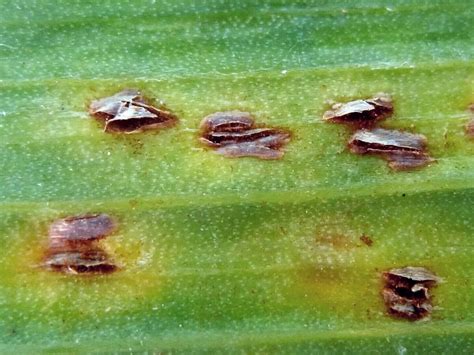 Iris Rust NatureSpot