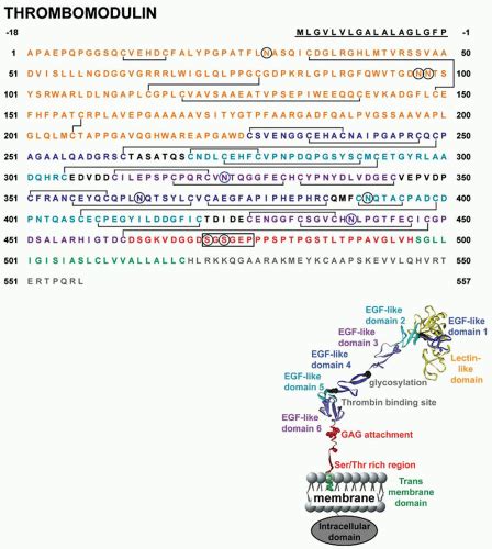 Protein C Protein S Thrombomodulin And The Endothelial Protein C