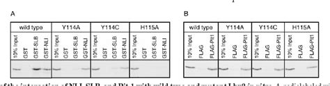 Figure 4 From A Point Mutation In The Lim Domain Of Lhx3 Reduces