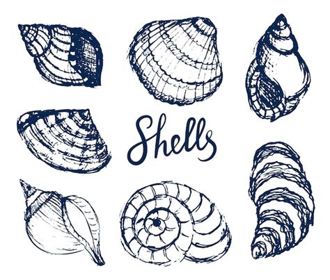 Premium Vector Seashells Hand Drawn In Sketch Style