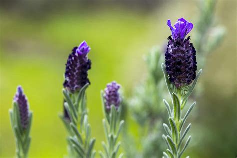 French Lavender Vs Spanish Lavender What Are The Differences A Z