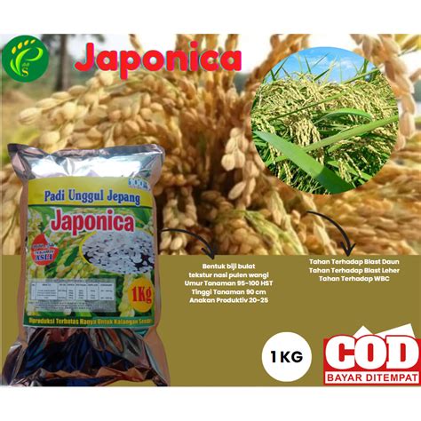 Jual Benih Padi Jepang Japonica Kg Shopee Indonesia