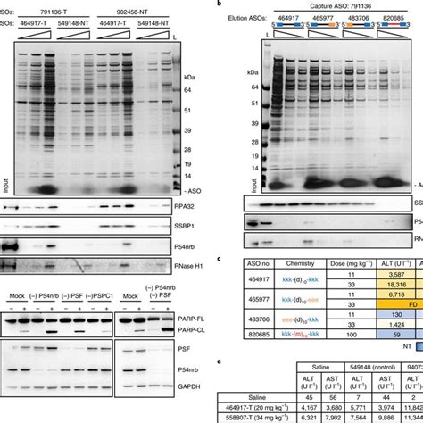 A Single 2′ Ome Modification At Gap Position 2 Reduces Aso Protein Download Scientific Diagram
